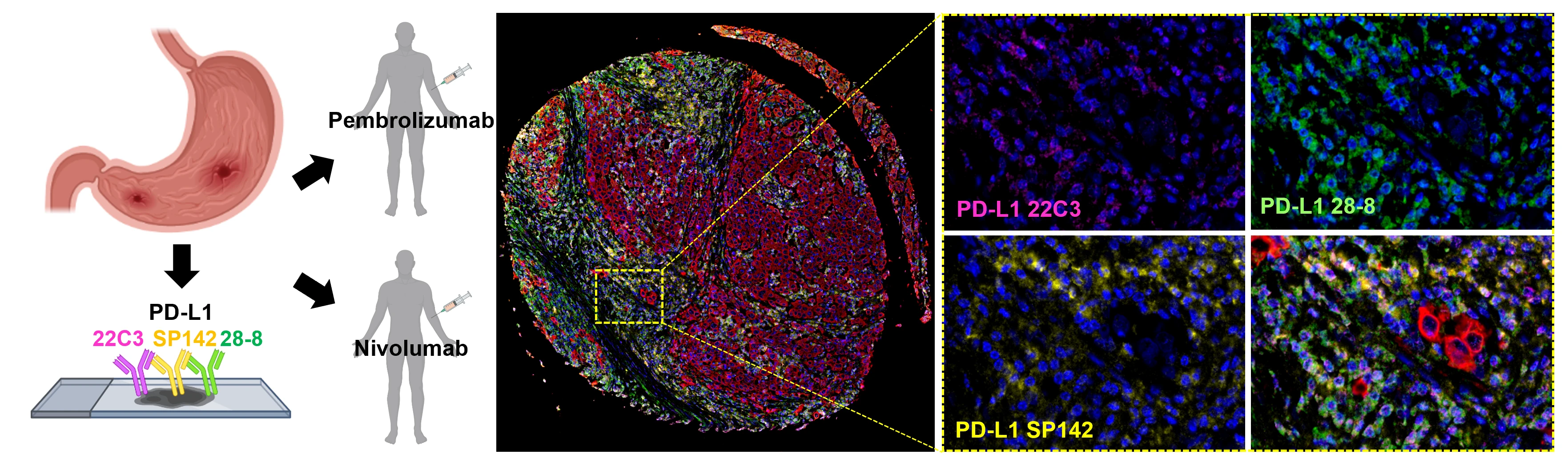 ImmunoAtlas